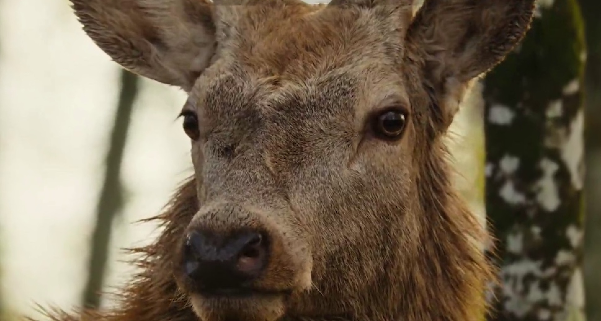 BAMBI, UNA AVENTURA EN EL BOSQUE / BAMBI, L'HISTOIRE D'UNE VIE DANS LES ...